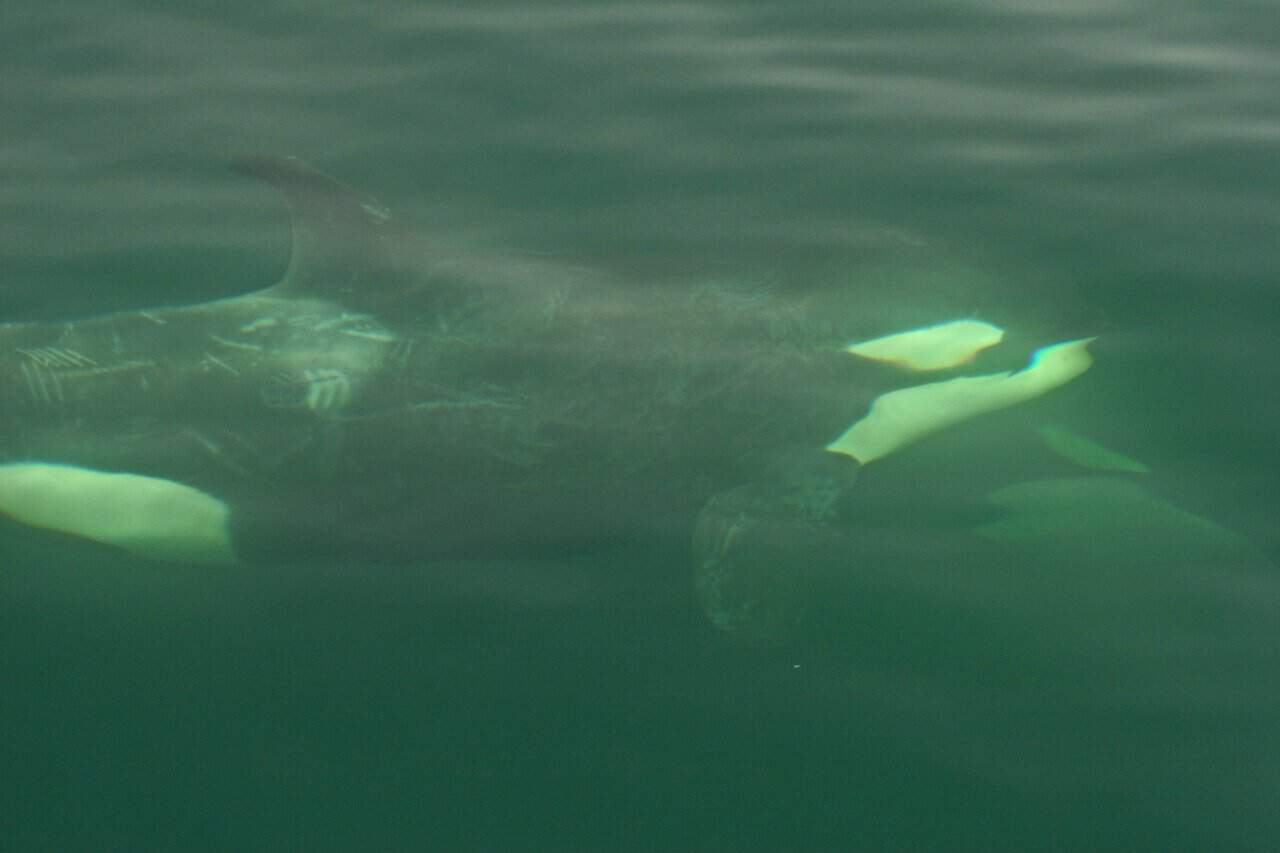 Whale Photo Gallery | Yacht Charters | Cruises | Alaska Sea Adventures